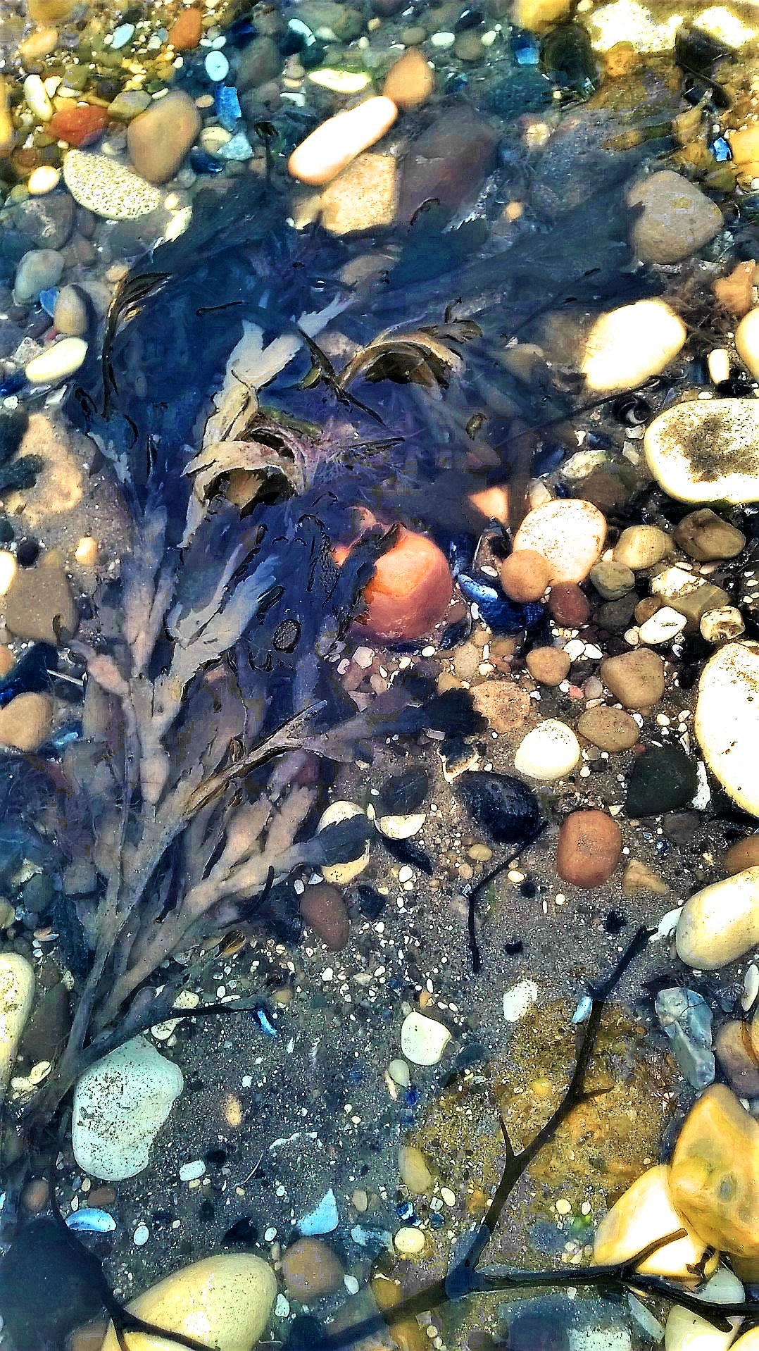 Wednesday: Sea Plants. Share what you love about seas and shores # ...