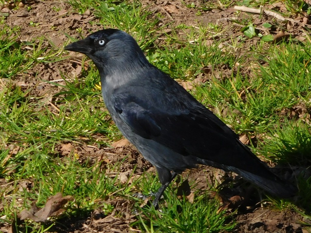 #BigGardenBirdWatch 29-31st January Artwork and Writing Challenge. Have ...