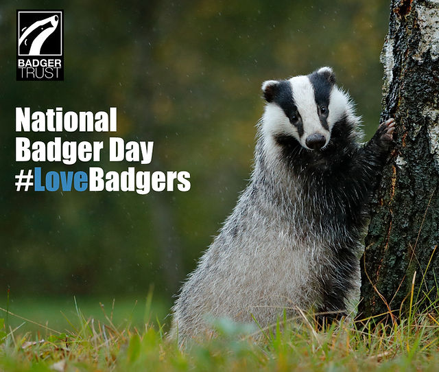 Celebrate both #nationalbadgerday and #NationalPoetryDay with one ...